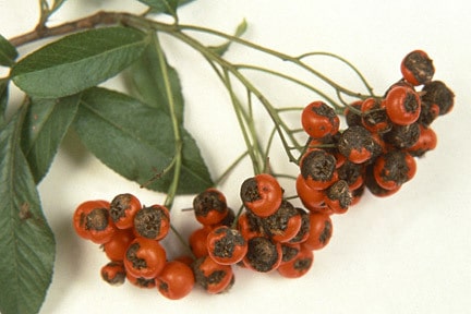 Diseases which effect Pyracantha Firethorn and how to treat them ...