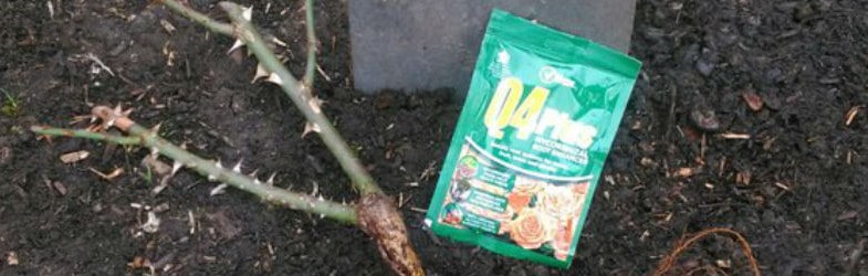 Planting bare root roses - How to plant rose guide & tips