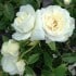 Top 5 White Climbing Roses - Compare fragrance, disease resistance and ...