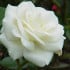Top 5 White Climbing Roses - Compare fragrance, disease resistance and ...