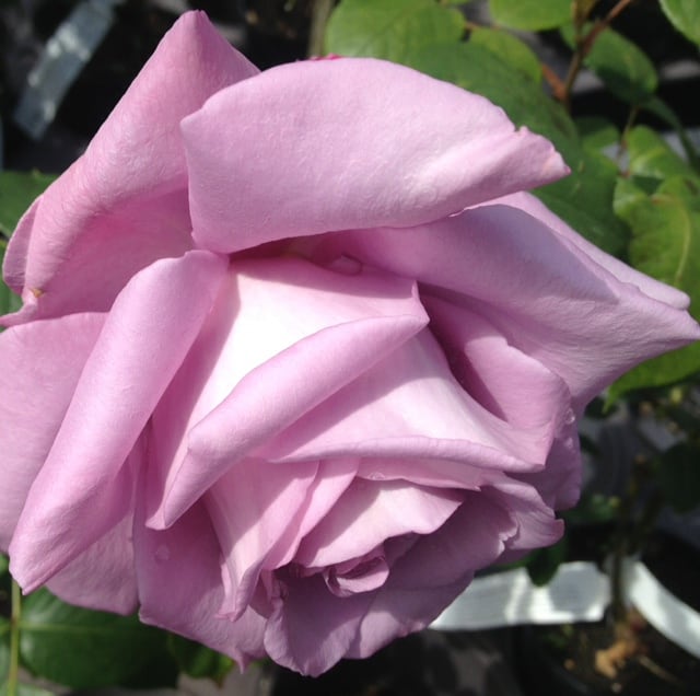 Top 10 Best Climbing Roses - Compare fragrance, disease resistance and ...
