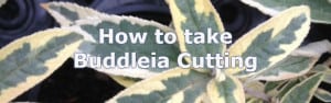 How to take Buddleia cuttings - Growing Butterfly Bushes | Pyracantha.co.uk