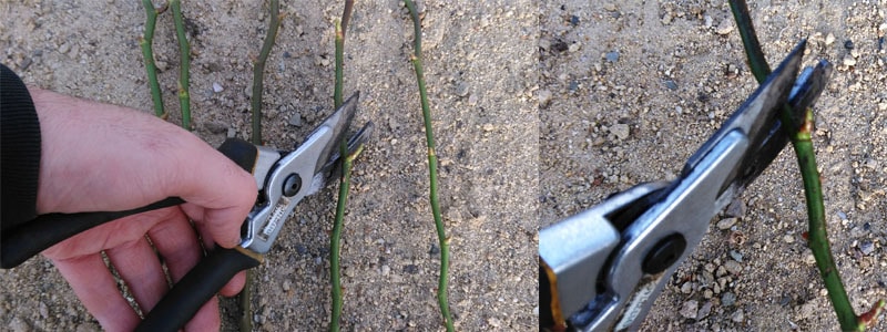 How to take rose cutting - Grow in pots, in the ground and in potatos ...