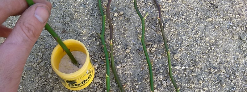 dip rose cutting into rooting powder | Pyracantha.co.uk