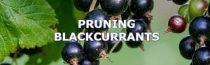 Pruning Blackcurrants - How and when to prune | Pyracantha.co.uk