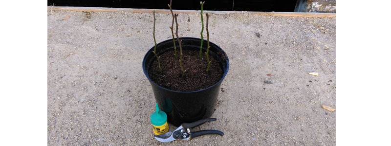 How to take rose cutting - Grow in pots, in the ground and in potatos ...