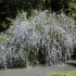 Buddleia alternifolia - Growing tips, pruning and care guide ...