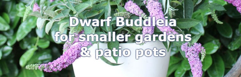 Dwarf Buddleia - Ideal For Small Gardens and Patio Pots | Pyracantha.co.uk