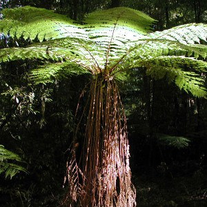 Tree Fern Care Guide - Dicksonia and Cyathea Ferns | Pyracantha.co.uk