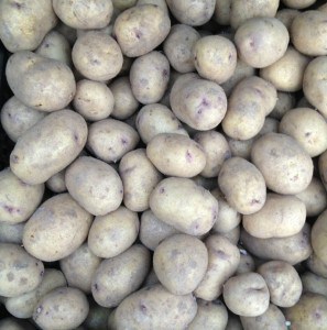 When to harvest potatoes - Main crop, second early & Main Crop ...