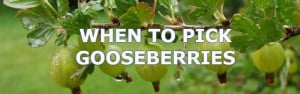 When To Pick Gooseberries - Harvest Twice - Learn How & When ...