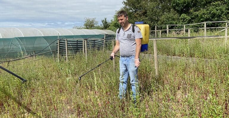 5 Strongest Weedkillers – Kills Everything & Professional Grade