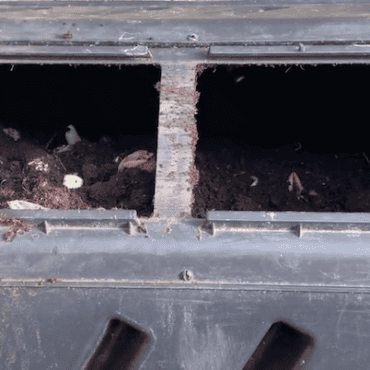 10 Best Dwarf Conifers For Pots & Containers | Pyracantha.co.uk