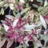 How to propagate hebes by taking cuttings - step by step | Pyracantha.co.uk