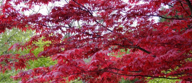 Pruning Acer Trees & shrubs - everything you need to know | Pyracantha ...