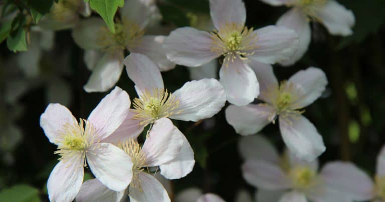 Best Winter Flowering Clematis - 5 of our favourite varieties ...