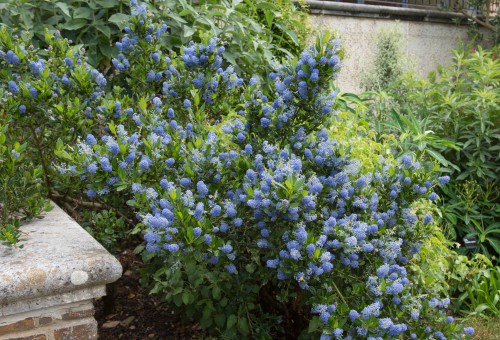 Ceanothus ‘Puget blue’ – one of the smaller varieties | Pyracantha.co.uk