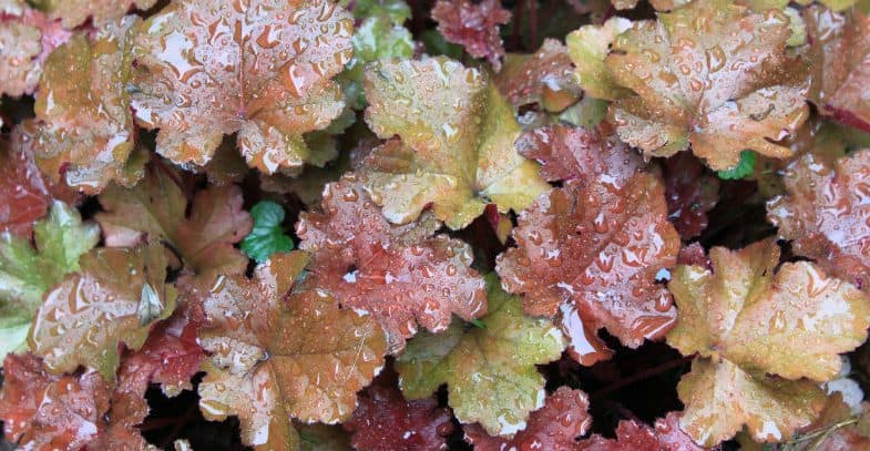 Growing Heuchera - planting & care guide