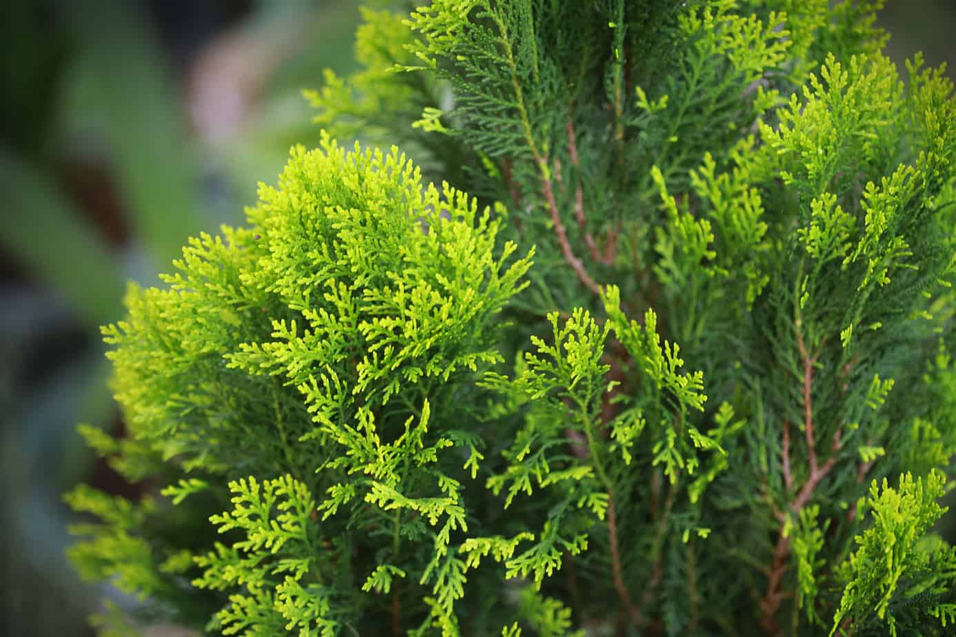 Platycladus orientalis Rosedalis | Pyracantha.co.uk