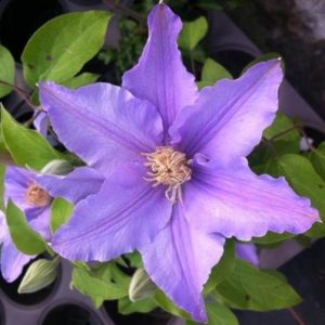 Best Clematis For Pots | Pyracantha.co.uk