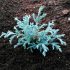10 Best Dwarf Conifers For Pots & Containers | Pyracantha.co.uk