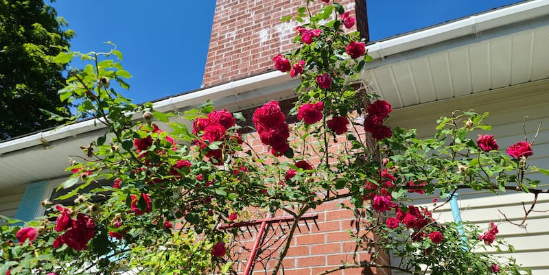 The difference between climbing and rambling roses | Pyracantha.co.uk