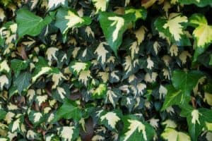 Best evergreen climbers - 6 types for all year round colour ...