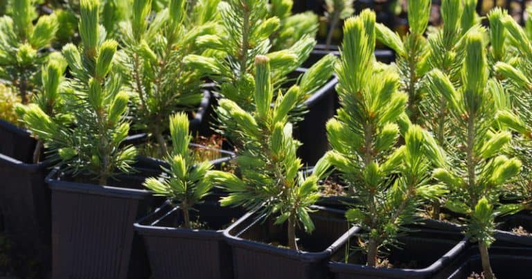 How To Grow Conifers From Cuttings - Step by step | Pyracantha.co.uk