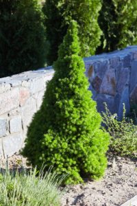 Top 10 Dwarf Conifers - Small conifer for small gardens | Pyracantha.co.uk
