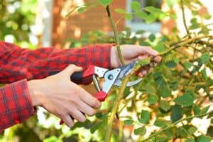 How to train a climbing rose | Pyracantha.co.uk