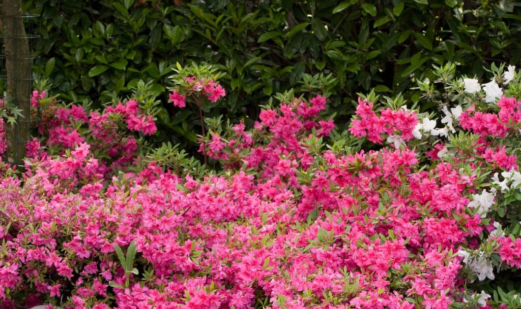 Top 10 Evergreens Shrubs For Shade | Pyracantha.co.uk