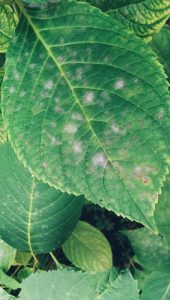 Hydrangea leaf problems - Curling, black spots, aphids | Pyracantha.co.uk