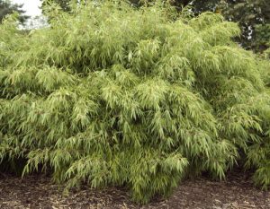 Top 6 Best Bamboo For Containers and Pots | Pyracantha.co.uk