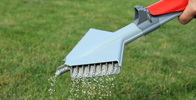 How To Feed a Lawn - A Beginners Guide | Pyracantha.co.uk