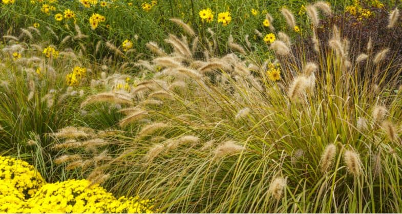 Ornamental Grass Pruning - How and When To Prune