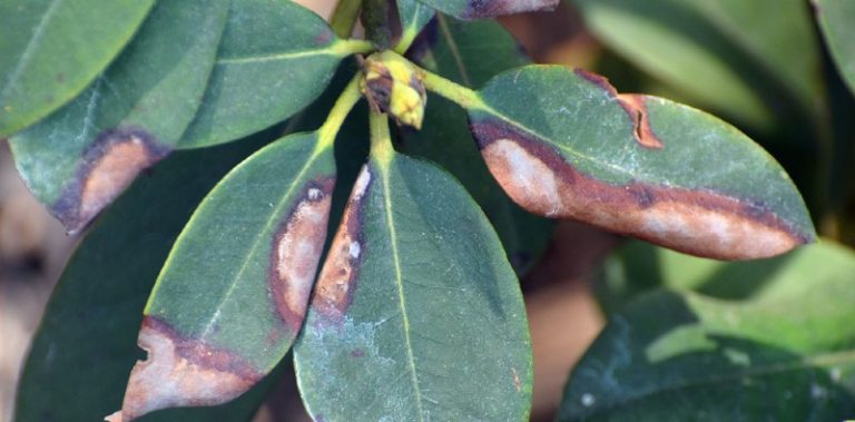 Rhododendron pests and diseases and other problems | Pyracantha.co.uk