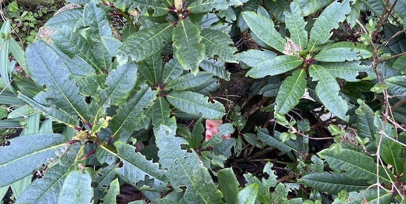 Rhododendron pests, diseases and other problems | Pyracantha.co.uk