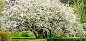 10 Stunning Trees To Screen Out Your Neighbours | Pyracantha.co.uk