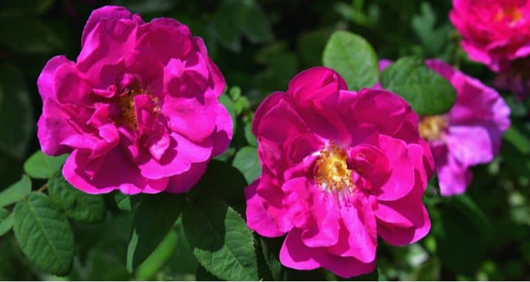 Pruning Rosa Rugosa - How and When to Prune | Pyracantha.co.uk
