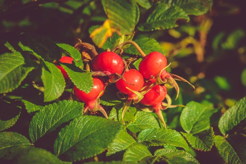 Pruning Rosa Rugosa - How and When to Prune | Pyracantha.co.uk