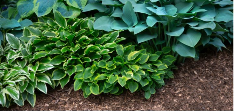 Dividing hostas – how and when to divide hostas | Pyracantha.co.uk