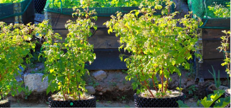 Growing raspberries in containers and pots | Pyracantha.co.uk