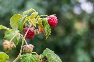 Growing raspberries in containers and pots | Pyracantha.co.uk