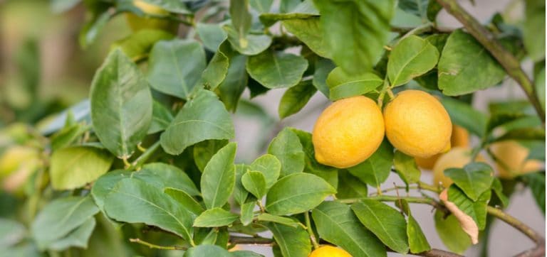 Why lemon tree dropping leaves | Pyracantha.co.uk