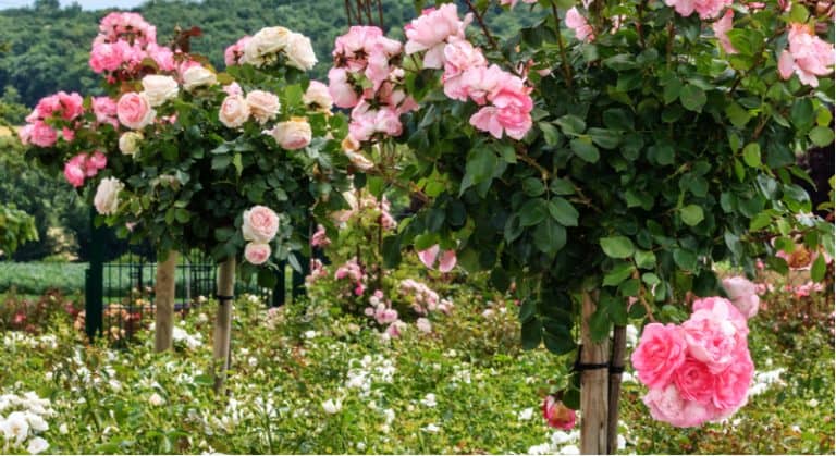 How to plant a standard rose tree | Pyracantha.co.uk