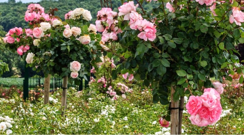 How to plant a standard rose tree