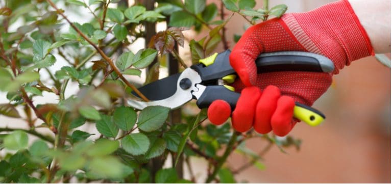 How To Prune Standard Roses | Pyracantha.co.uk