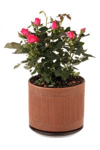 The Guide to Growing Roses in Pots and Containers | Pyracantha.co.uk