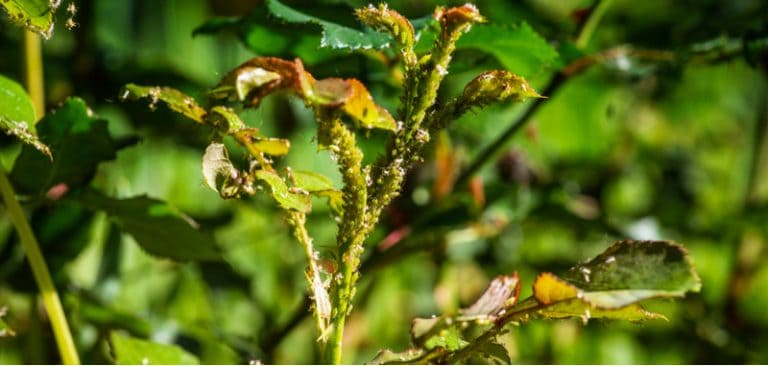 Rose Pests That Attack Roses and How To Control Them | Pyracantha.co.uk
