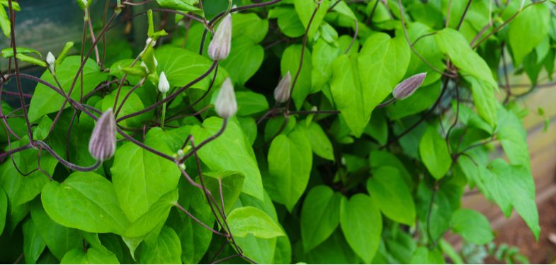 Why Clematis Has Not Flowered and Encouraging Flowering